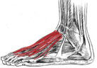 Extensor Tendonitis in the Foot - SportsMD